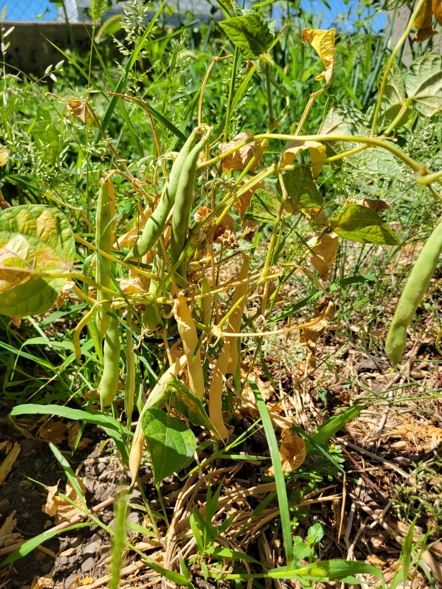 How and Why You Should Soak Beans Before Planting - Farmhouse Lilies